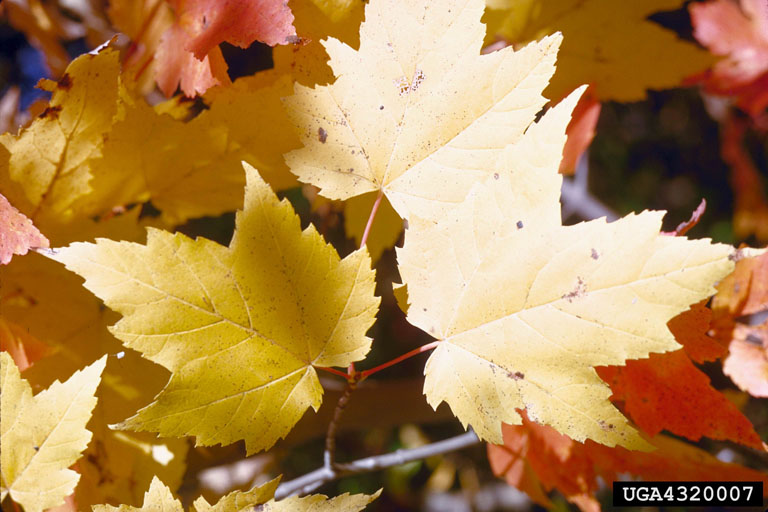 red maple (Acer rubrum)