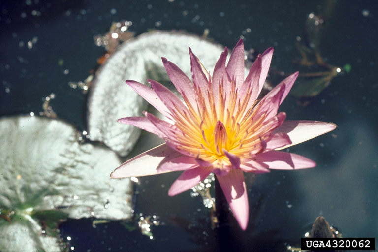 waterlilies (Genus Nymphaea)
