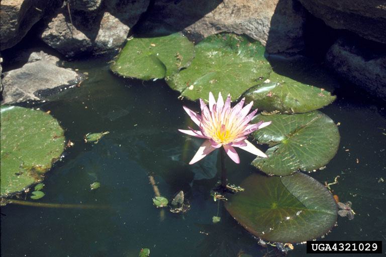 waterlilies (Genus Nymphaea L.)