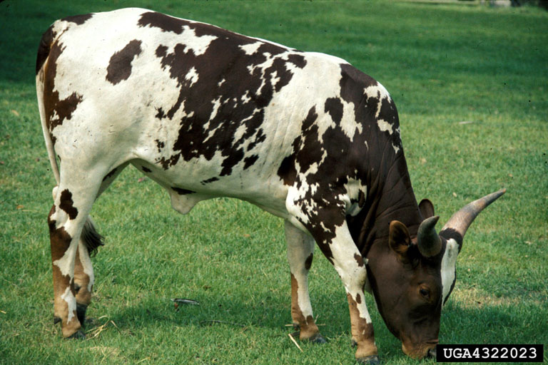 cattle (Genus Bos Linnaeus, 1758)