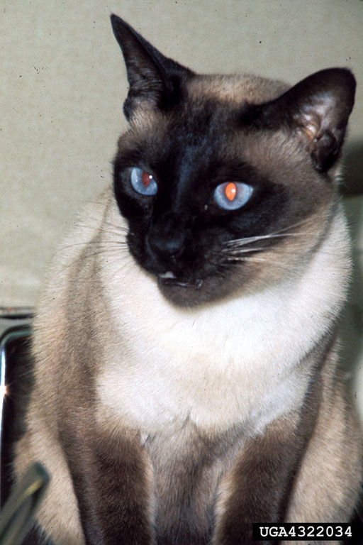 cat (domestic) (Felis catus (domestic type) Linnaeus)