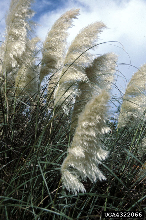 pampas grass (Genus Cortaderia Stapf)