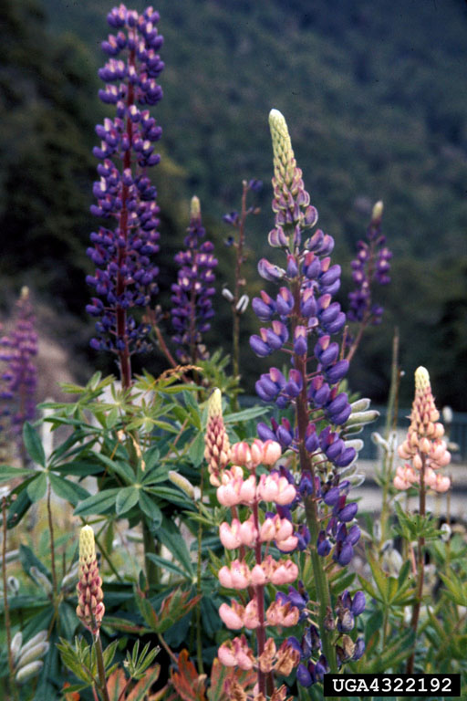 lupine (Genus Lupinus L.)