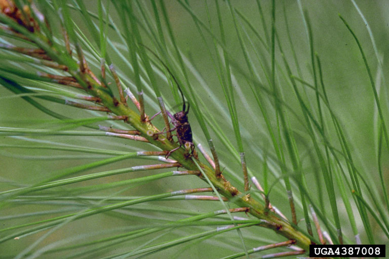 pine wilt nematode (Bursaphelenchus xylophilus)