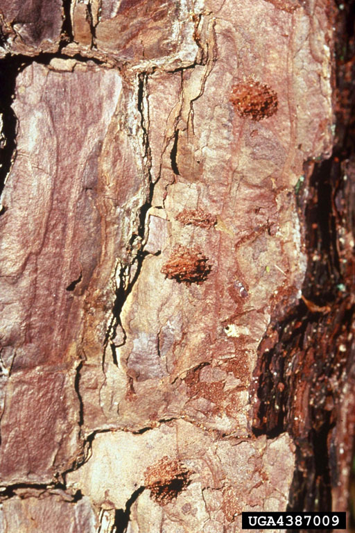 pine wilt nematode (Bursaphelenchus xylophilus (Steiner & Buhrer) Nickle)