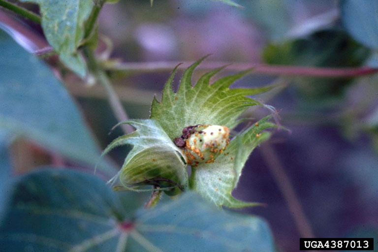 boll weevil (Anthonomus grandis grandis) (Anthonomus grandis grandis ...