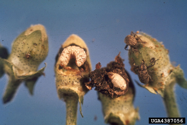 boll weevil (Anthonomus grandis grandis Boheman, 1843)