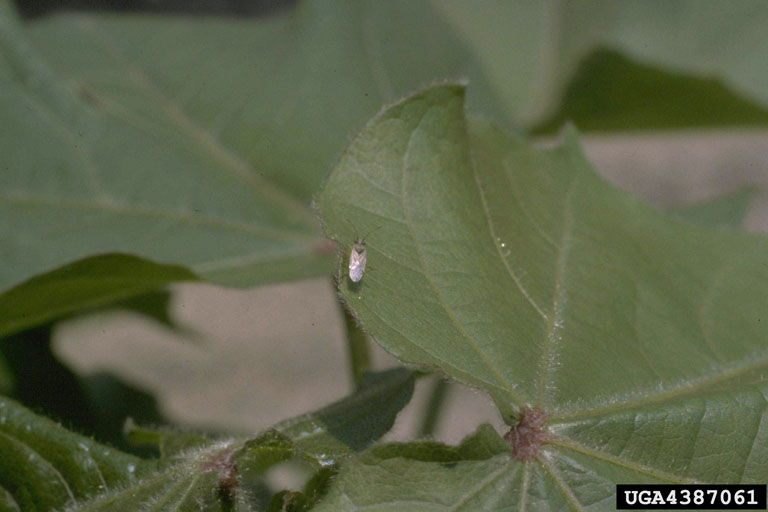 false chinch bug (Nysius raphanus)