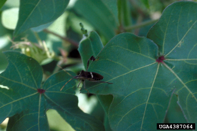leaf-footed bugs (family Coreidae) (Family Coreidae)