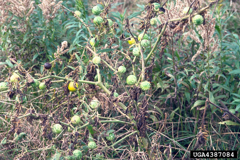 Tropical Soda Apple Solanum Viarum 