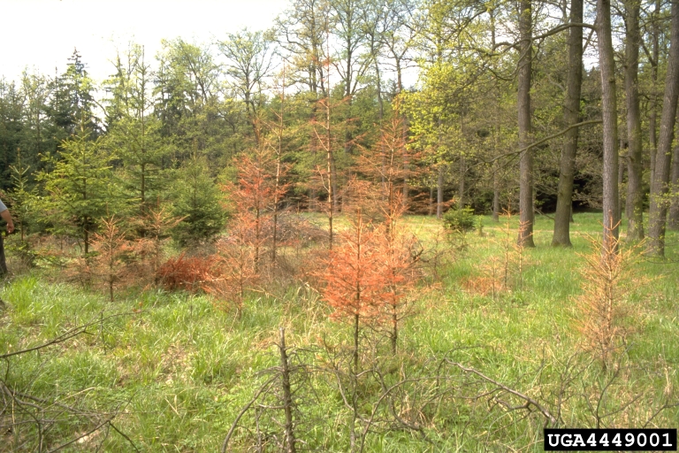 six-toothed spruce bark beetle (Pityogenes chalcographus (Linnaeus, 1761))