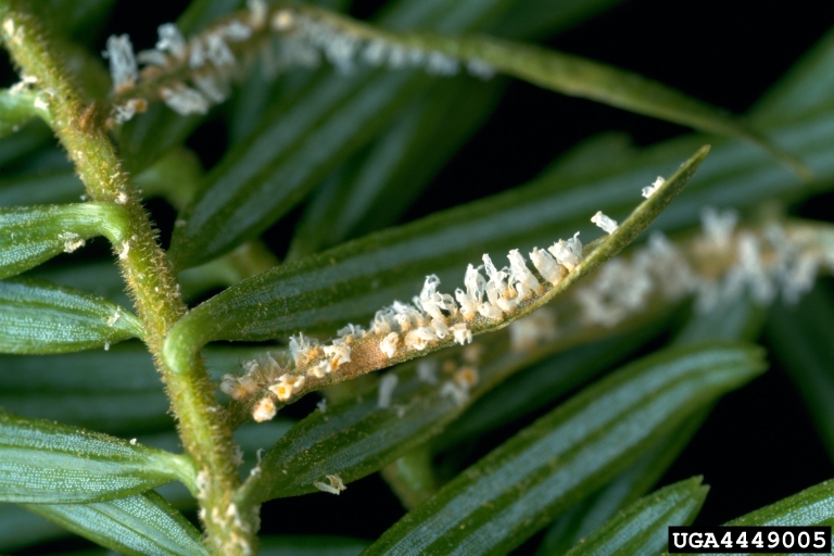 fir-fireweed rust (Pucciniastrum epilobii G.H. Otth)