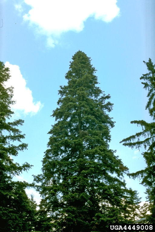 white fir (Abies concolor (Gord. & Glend.) Lindl. ex Hildebr.)