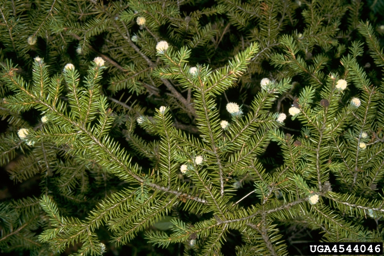 spruce gall and wooly adelgids (Genus Adelges Vallot 1836)