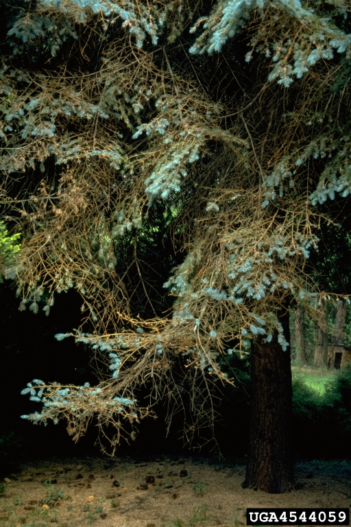 green spruce aphid (Elatobium abietinum (Walker, 1849))