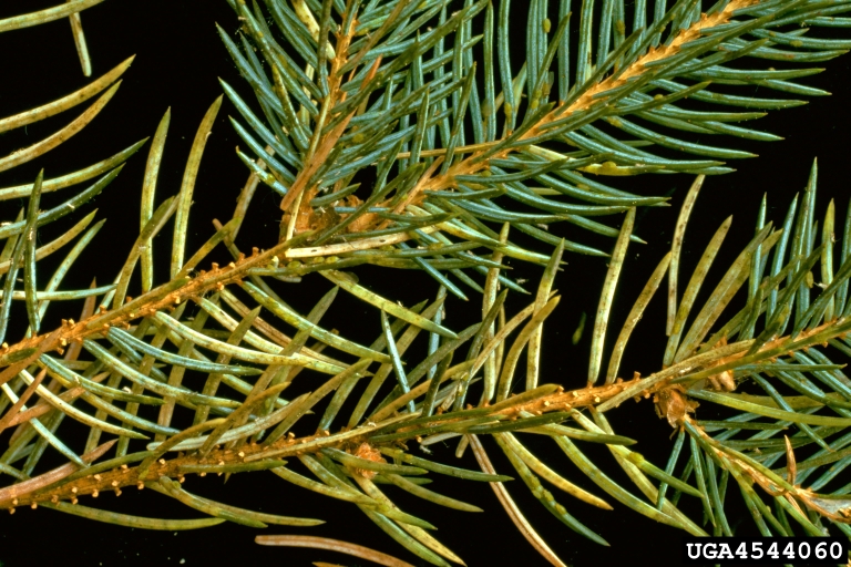green spruce aphid (Elatobium abietinum (Walker, 1849))