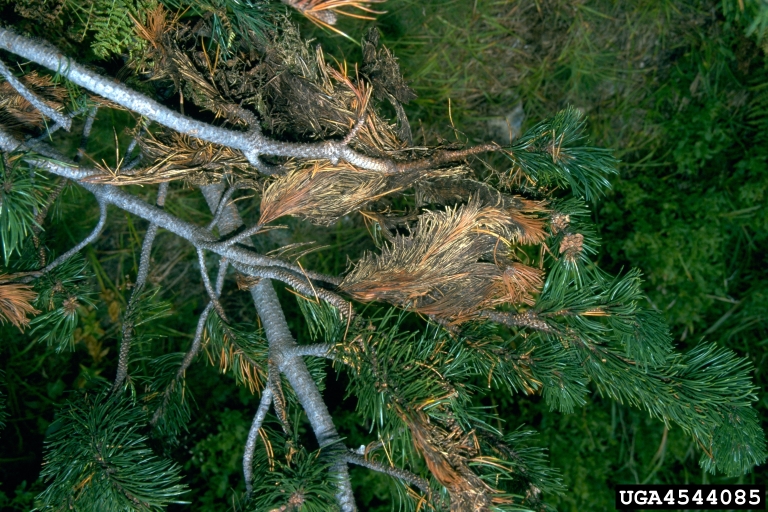 brown felt blight (Herpotrichia juniperi (Duby) Petr.)