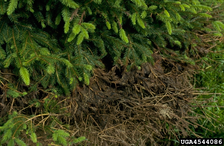 brown felt blight (Herpotrichia juniperi (Duby) Petr.)