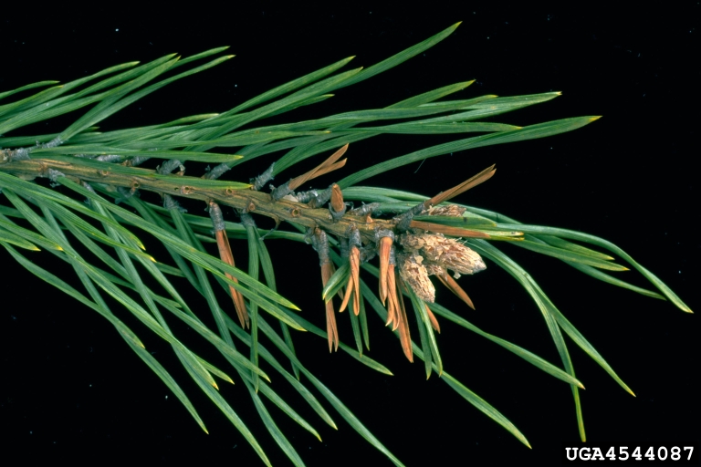 needle-shortening pine gall (Thecodiplosis brachyntera (Schwagrichen ...