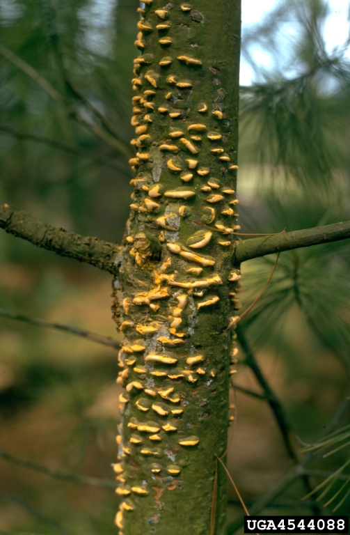 white pine blister rust (Cronartium ribicola J. C. Fisch.)