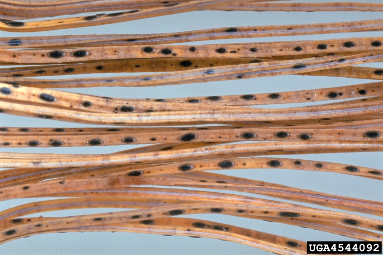 needlecast (Meloderma desmazieri (Duby) Darker)