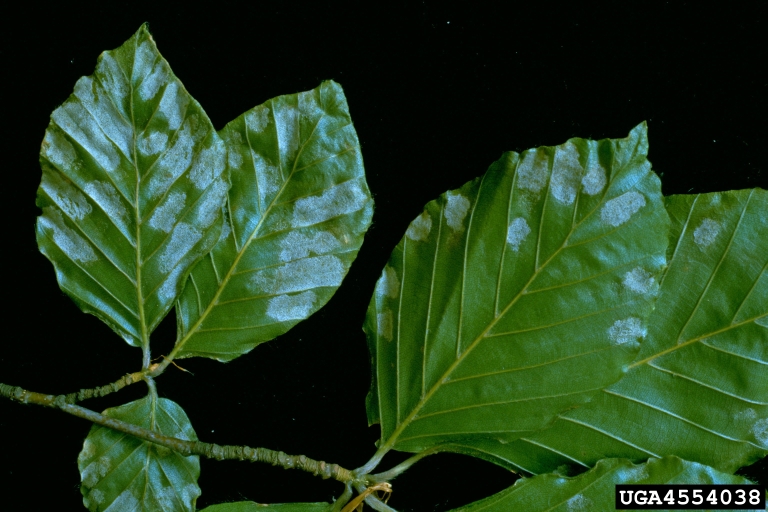 European beech upper leaf erineum mite (Aceria nervisequa (Canestrini ...