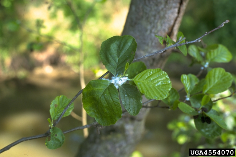 plantlouse (Psylla alni ) on alder (Alnus spp. ) - 4554070