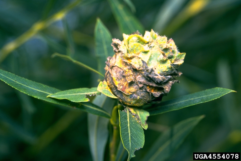 gall midges (Rabdophaga strobilina (Bremi, 1847) )
