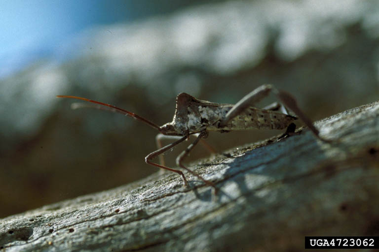 leaf-footed bugs (family Coreidae) (Family Coreidae)
