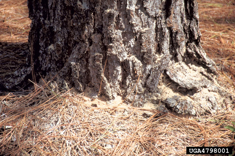 pinhole borer (Genus Platypus Herbst 1793)