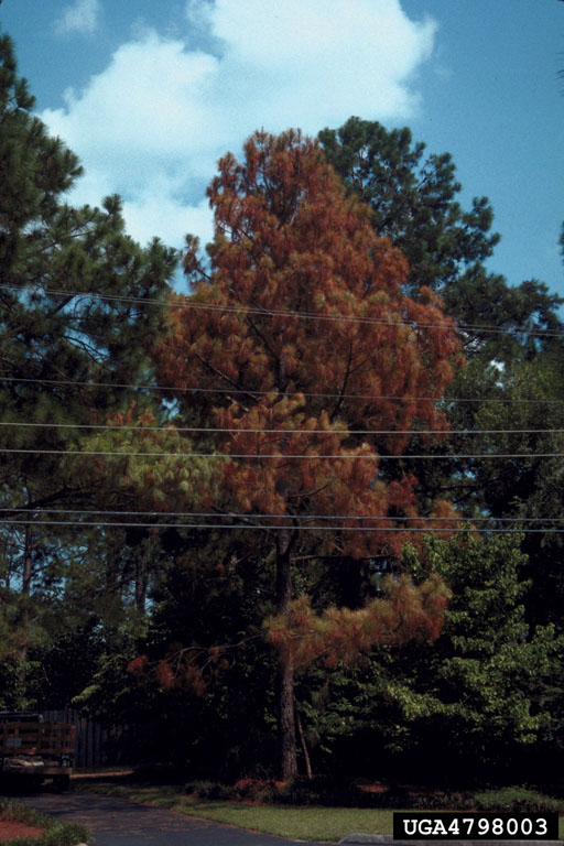 small southern pine engraver (Ips avulsus (Eichhoff, 1868))