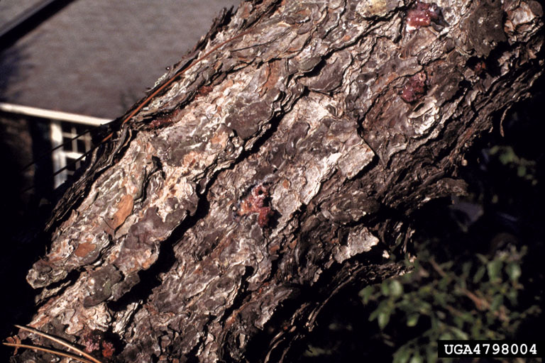 small southern pine engraver (Ips avulsus)