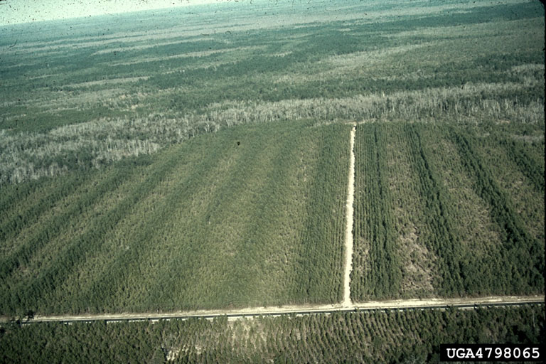 windrowing or piling