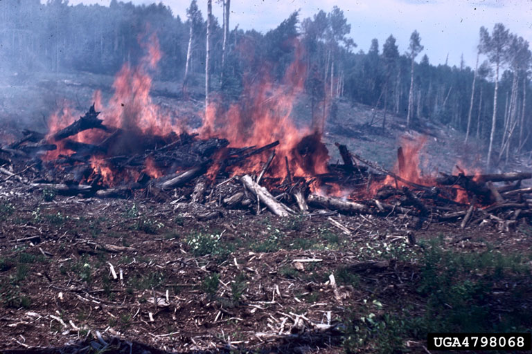 windrowing or piling