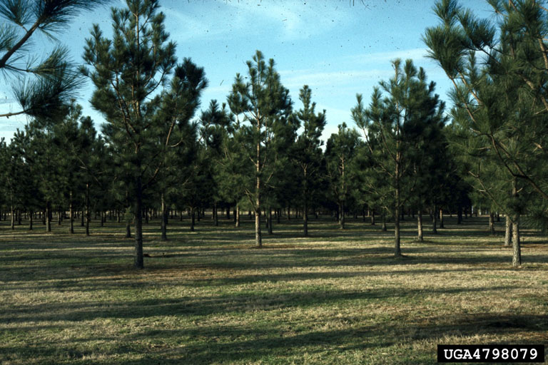 seed orchard/seed production areas