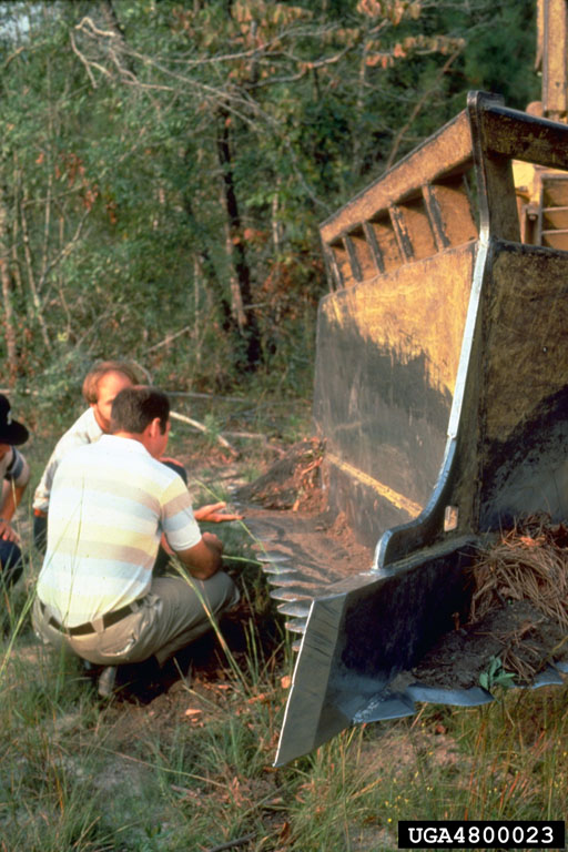 mechanical, (Abiotic: Other abiotic damage) - 4800023