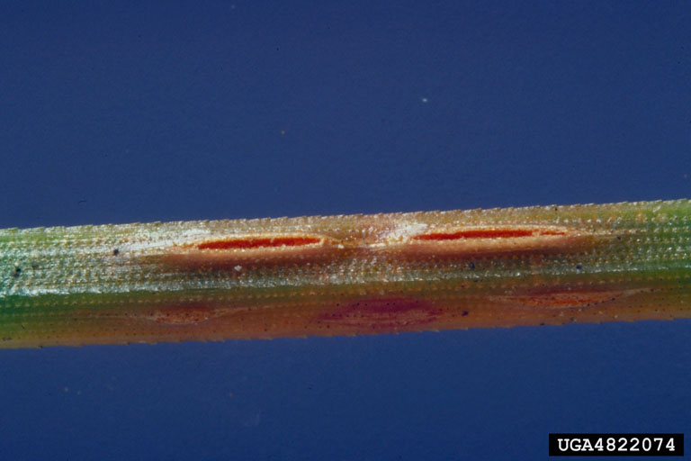 pine needle rusts (Genus Coleosporium)