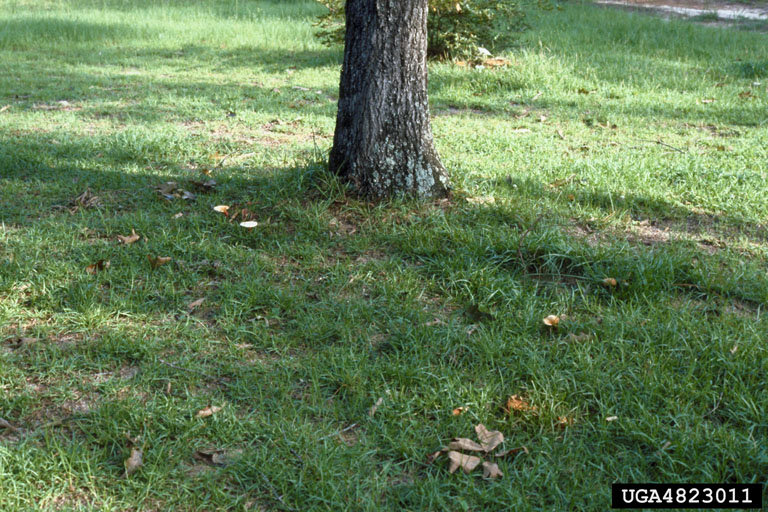 Ganoderma root and butt rot (Ganoderma lucidum (Curtis) P. Karst.)