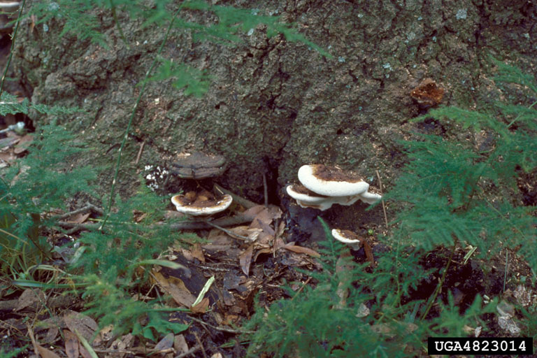 Ganoderma root and butt rot (Ganoderma lucidum)