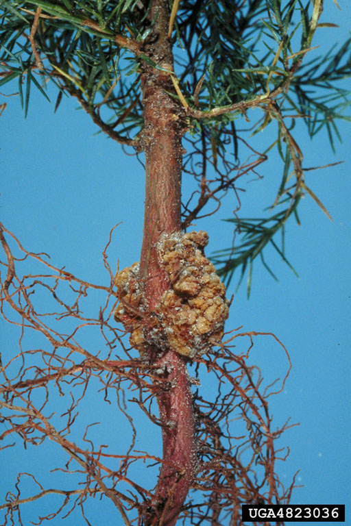 crown gall (Rhizobium radiobacter)