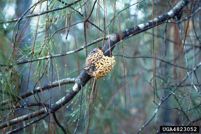 eastern pine gall rust (Cronartium quercuum)