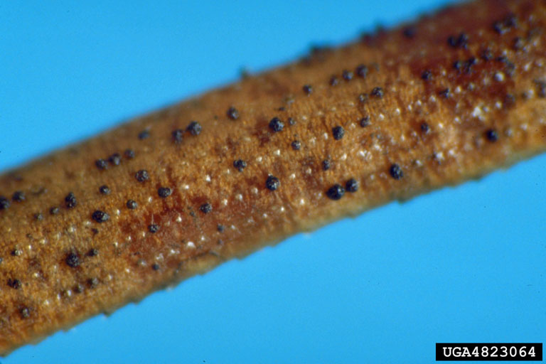 Rhizosphaera needle cast (Rhizosphaera kalkhoffii Bubak)