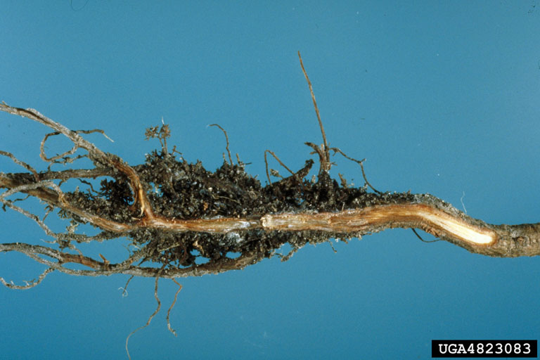Phytophthora root rot (Phytophthora cinnamomi Rands)