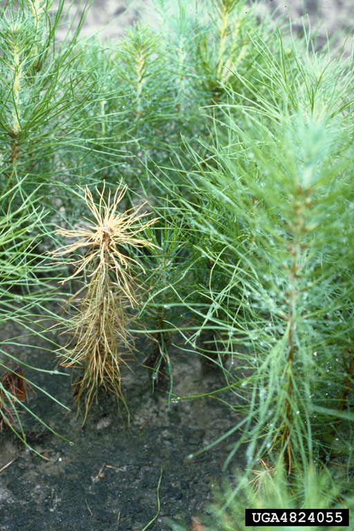 charcoal rot (Macrophomina phaseolina)