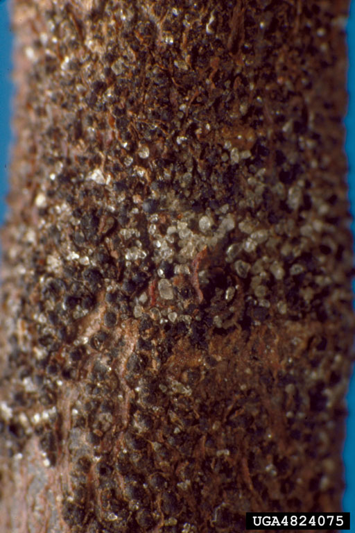 Botryosphaeria canker, white rot (Botryosphaeria dothidea (Moug.:Fr ...