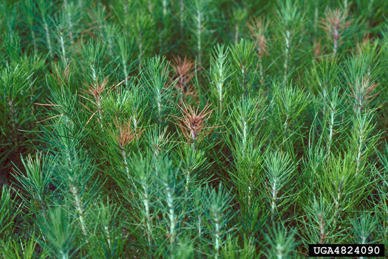 pine tip blight (general)