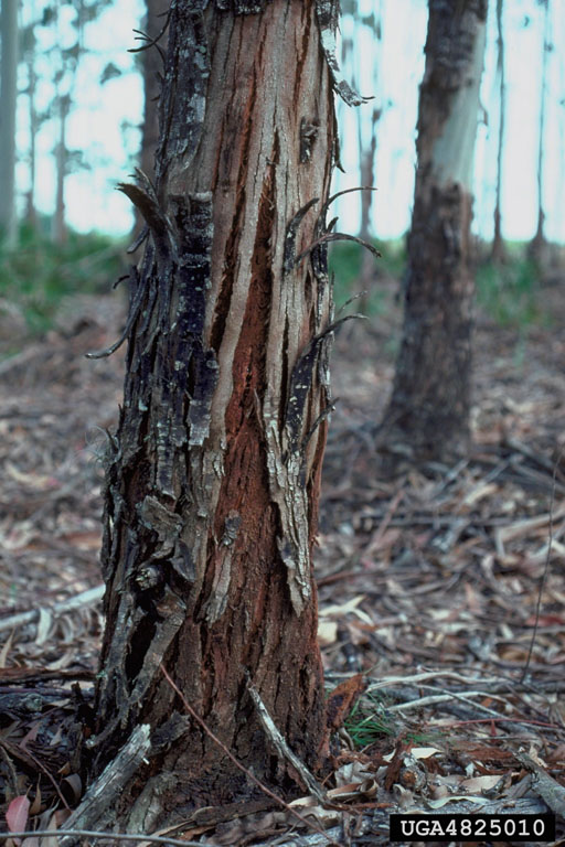 eucalyptus canker (Cryphonectria cubensis)