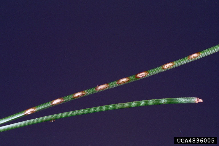 European pine sawfly (Neodiprion sertifer (Geoffroy))