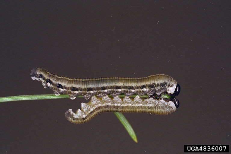 European pine sawfly (Neodiprion sertifer (Geoffroy))