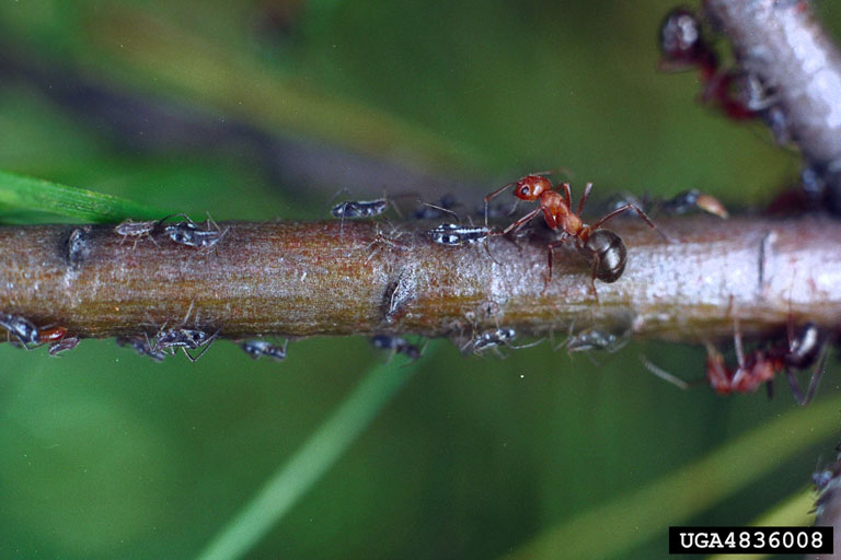 white pine aphid (Cinara strobi)